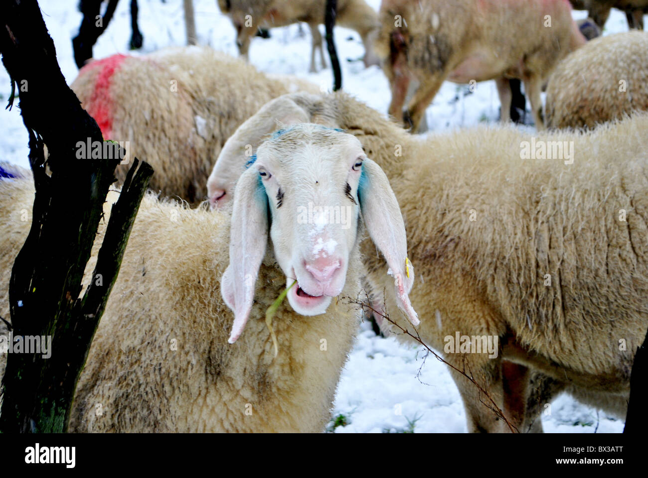 Sheep eating in snow hi-res stock photography and images - Alamy