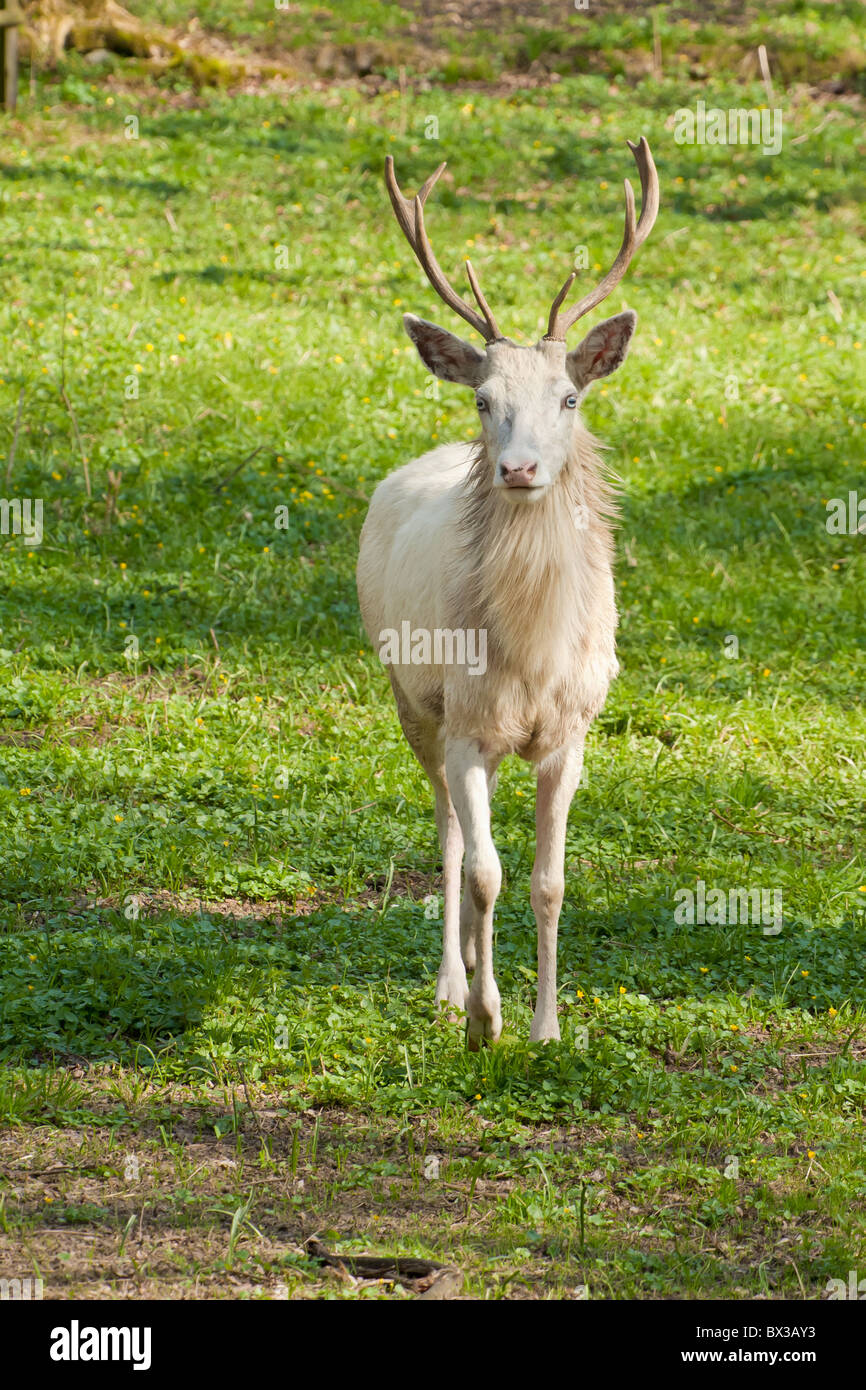 Albino Deer High Resolution Stock Photography and Images - Alamy