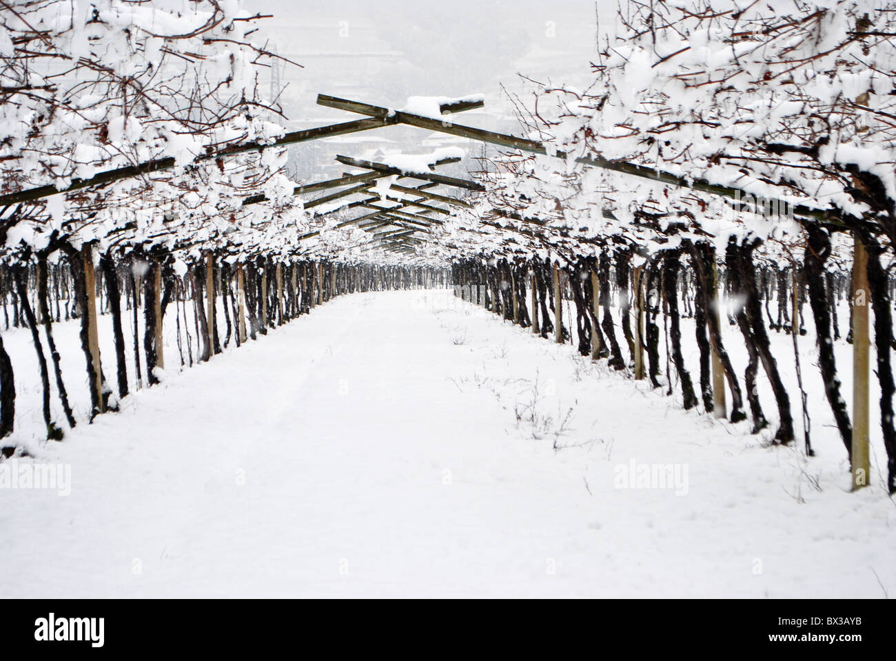 Mclaren vale vineyards hi-res stock photography and images - Alamy