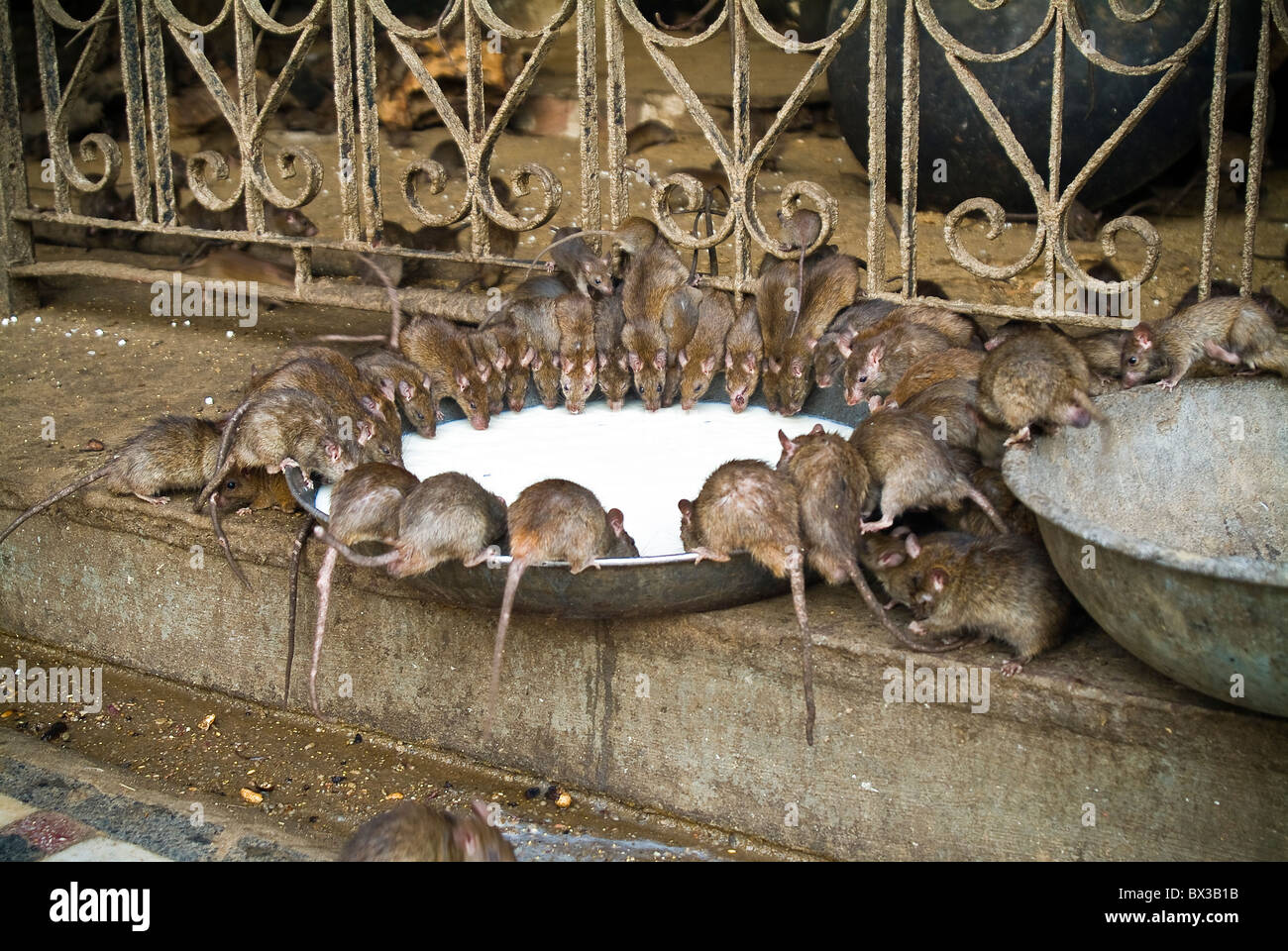 Rats feeding at the Karni Mata Hindu temple in Deshnoke near Bikaner ...