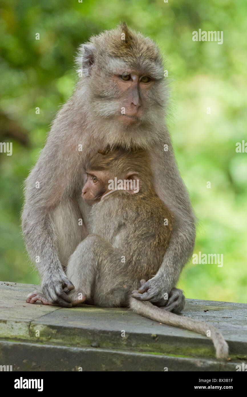 Monkey (Macaca fascicularis) at Dalem Agung Padangtegal temple in ...