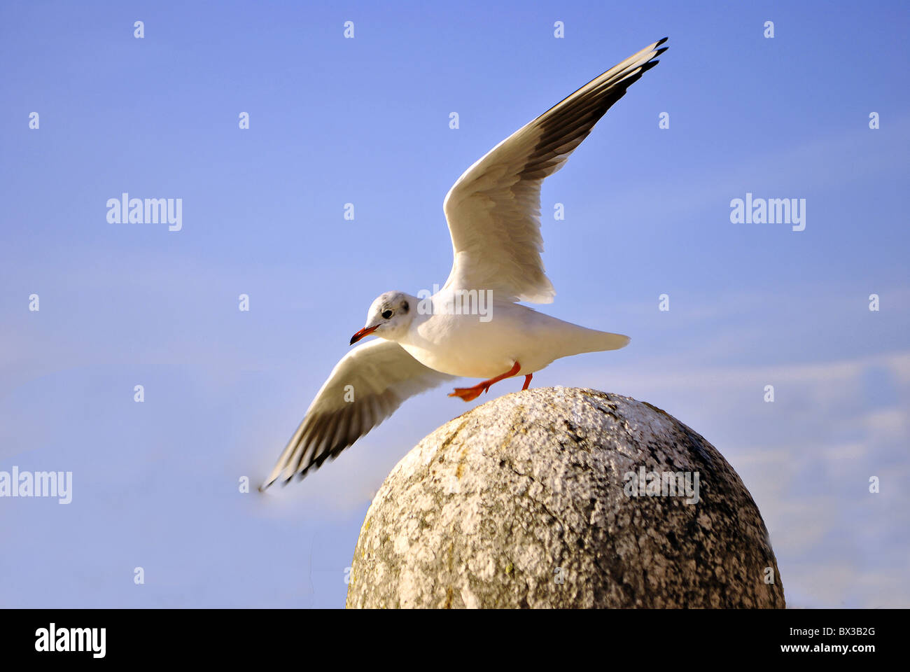 beautiful bird gull Stock Photo - Alamy