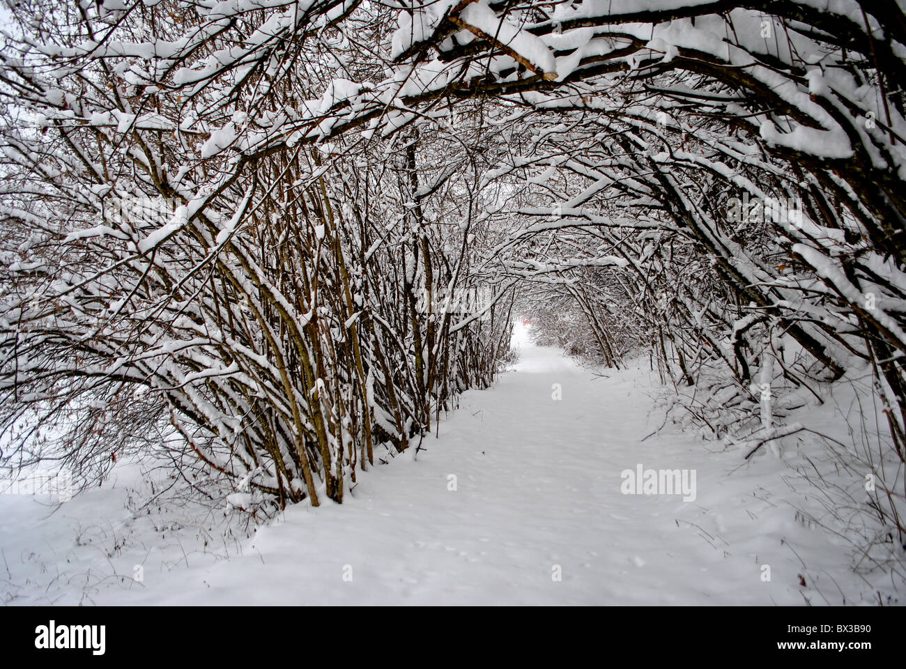 snow white in the enchanted forest Stock Photo - Alamy