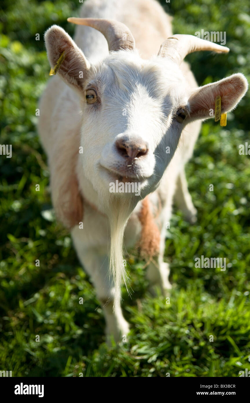 White he goat hi-res stock photography and images - Alamy