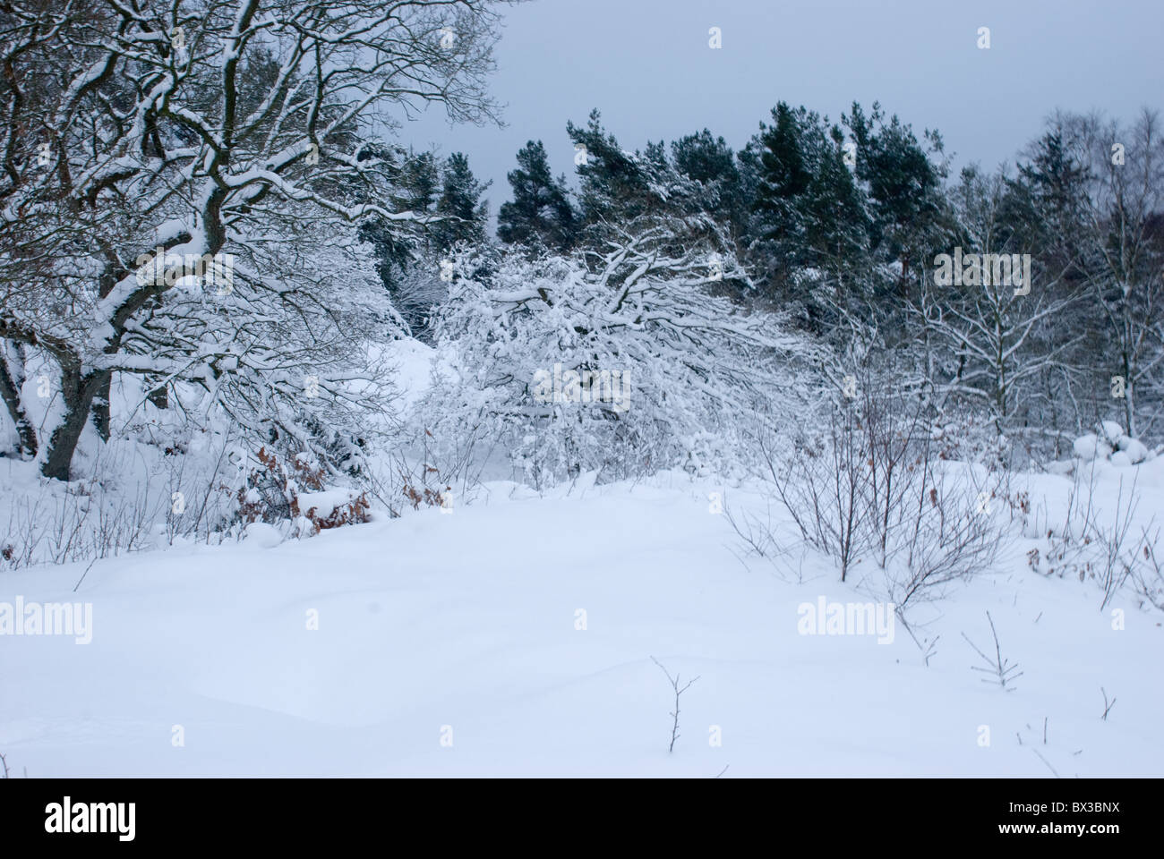 Winter landscape in Denmark. Trees covered in snow Stock Photo - Alamy