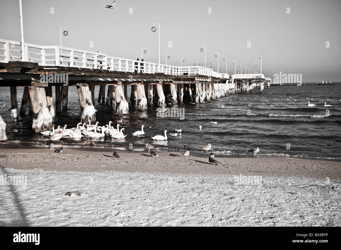 swans at wooden pier, Sopot, Poland Stock Photo - Alamy