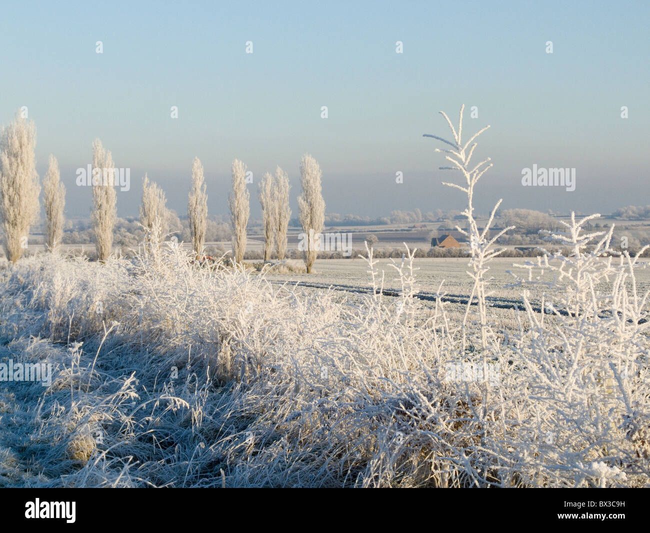 Poplar Trees In Winter High Resolution Stock Photography and Images - Alamy