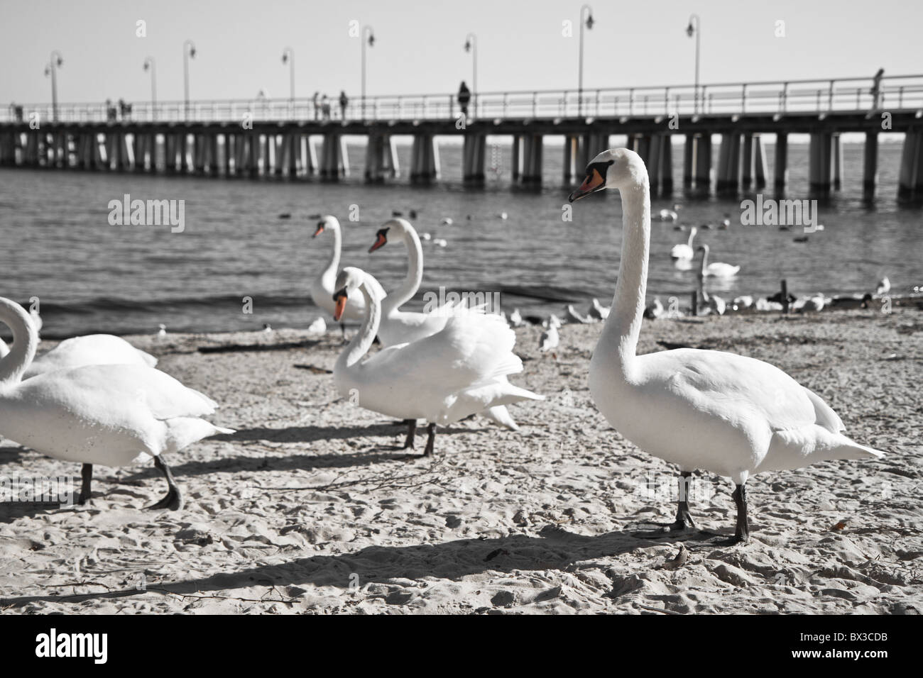 swans at wooden pier, Sopot, Poland Stock Photo - Alamy