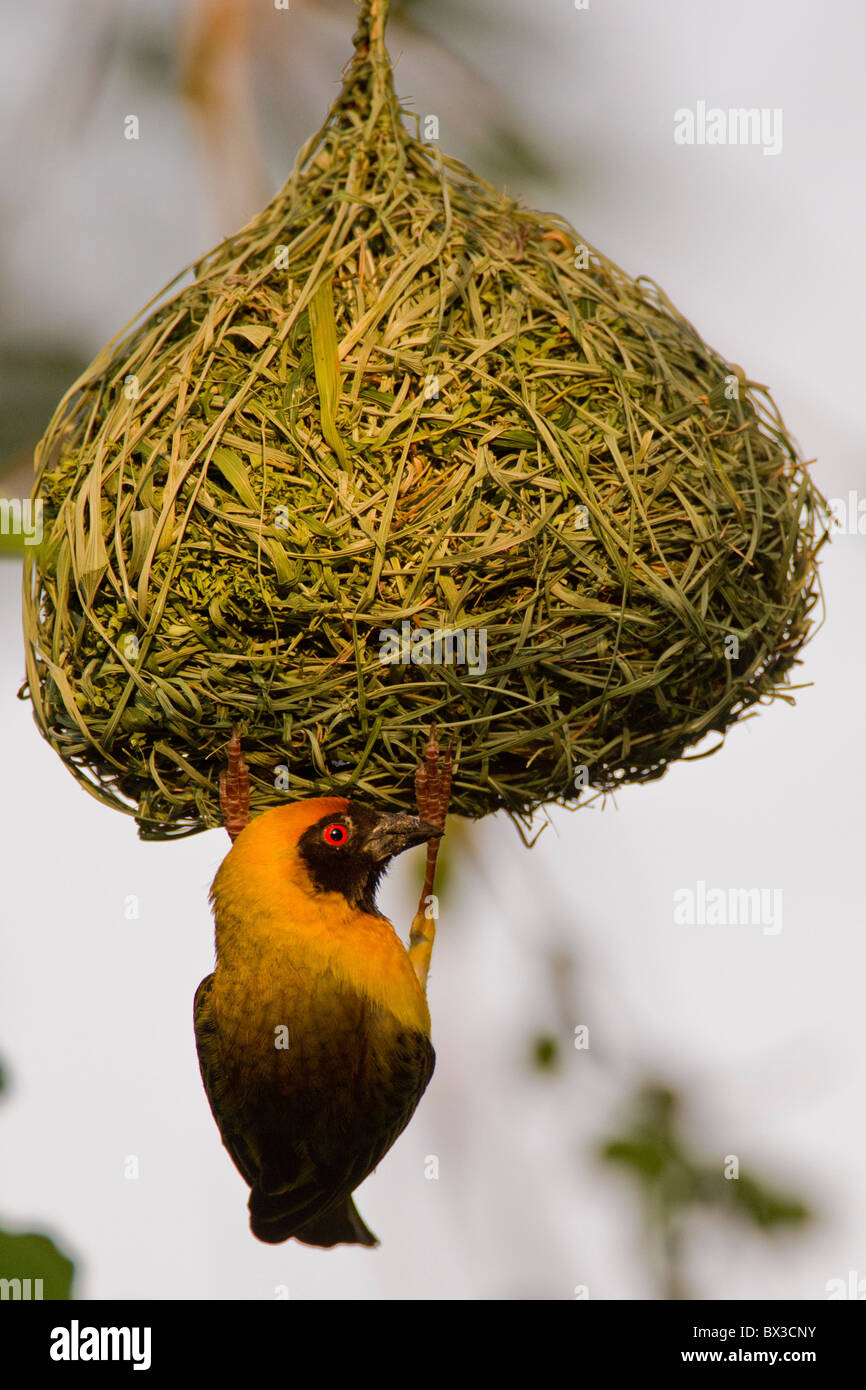 Southern masked weaver (Ploceus velatus) building its nest. The photo ...