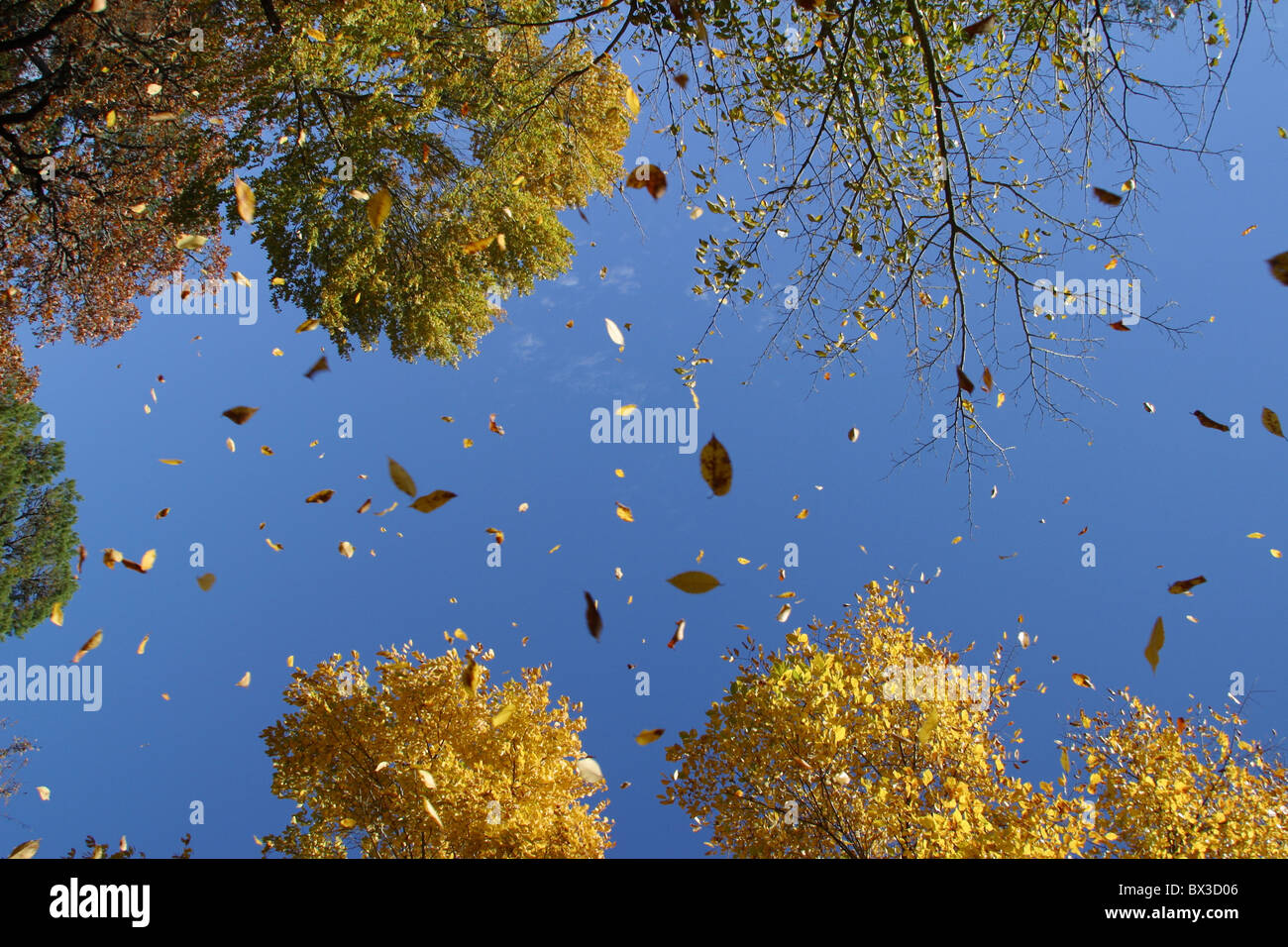 USA America United States North America Texas Edom fall autumn color ...