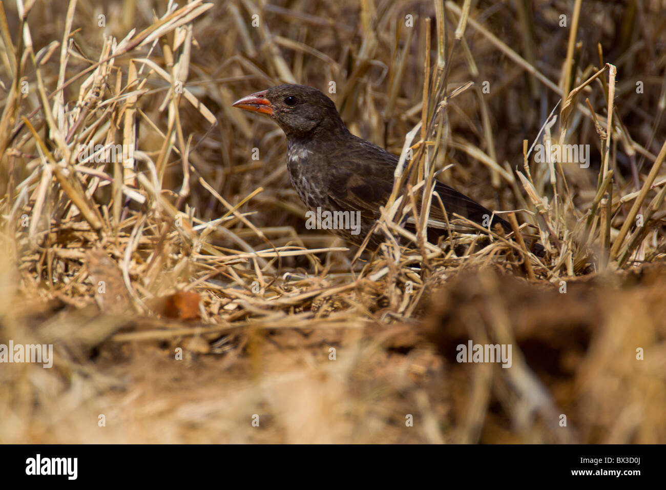 Red billed buffalo weaver bubalornis niger hi-res stock photography and ...