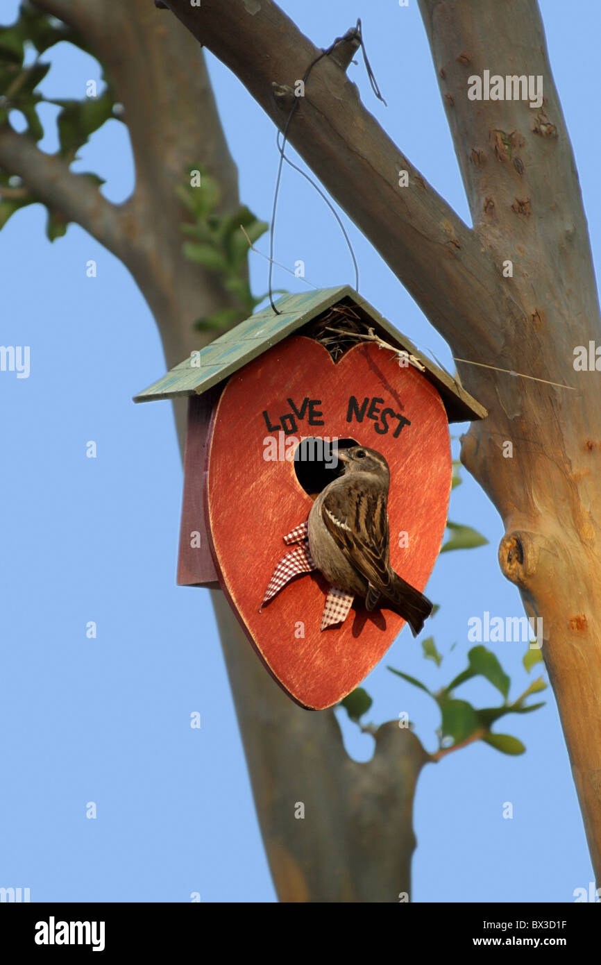 Romantic birds hi-res stock photography and images - Alamy