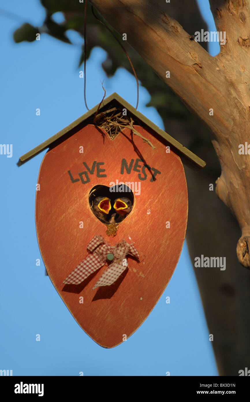 nesting sparrows love nest love romanc e romantic nature backyard ...