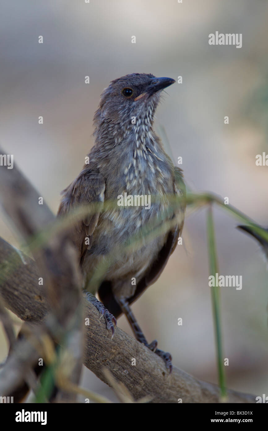 Portrait of a plum-coulored starling (Cinnyricinclus leucogaster) on a ...
