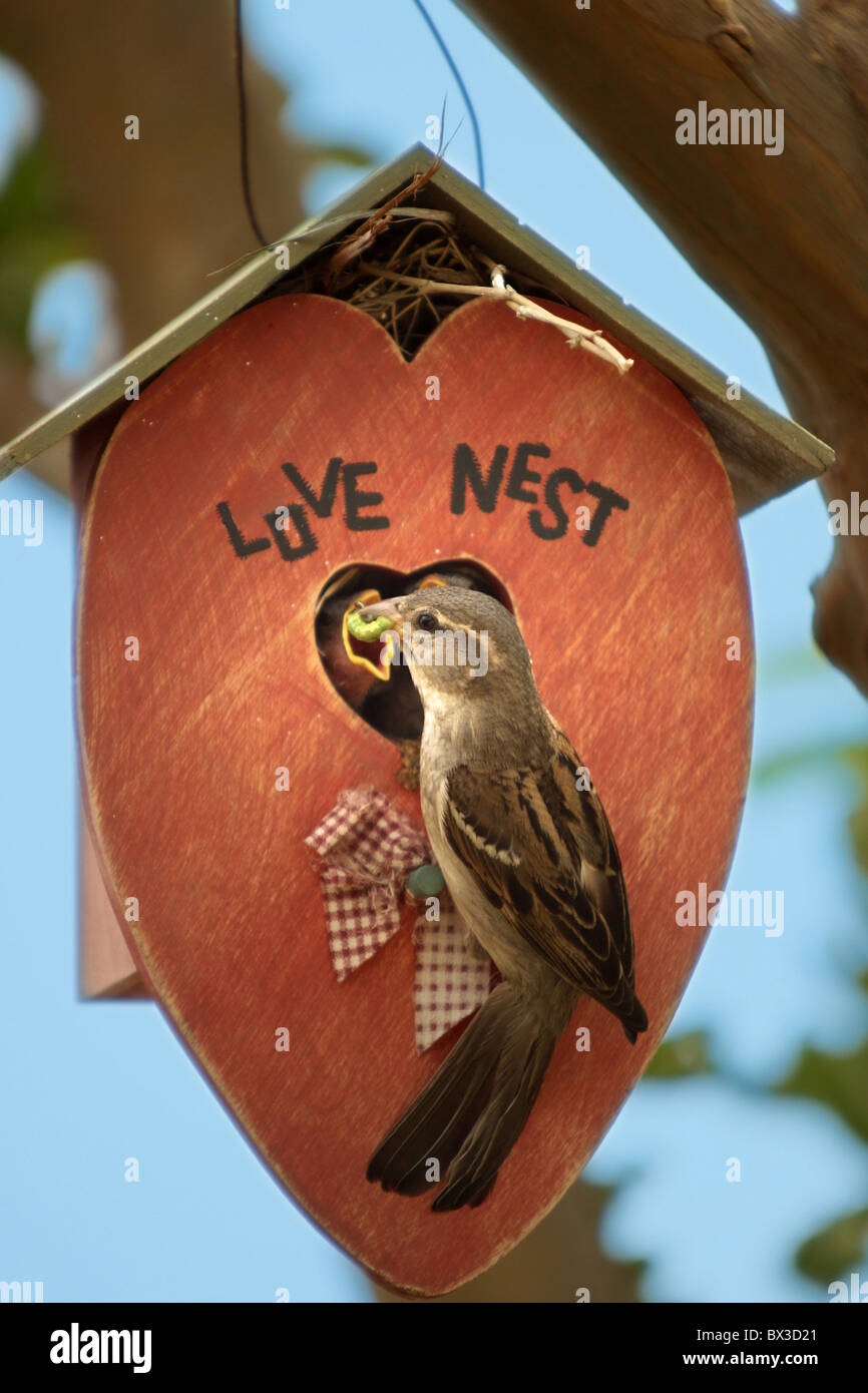 nesting sparrows love nest love romance romantic nature backyard ...