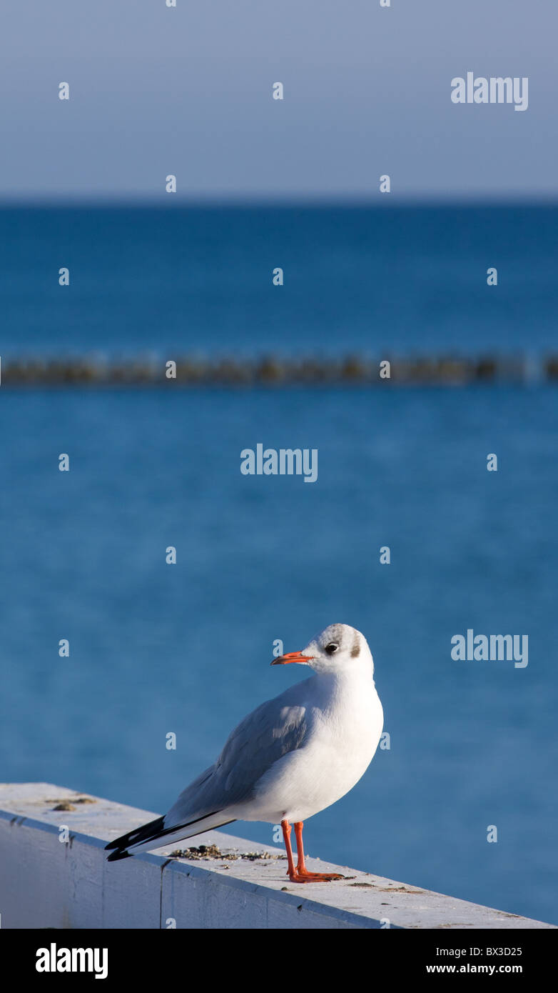 Feeding seaguls hi-res stock photography and images - Alamy