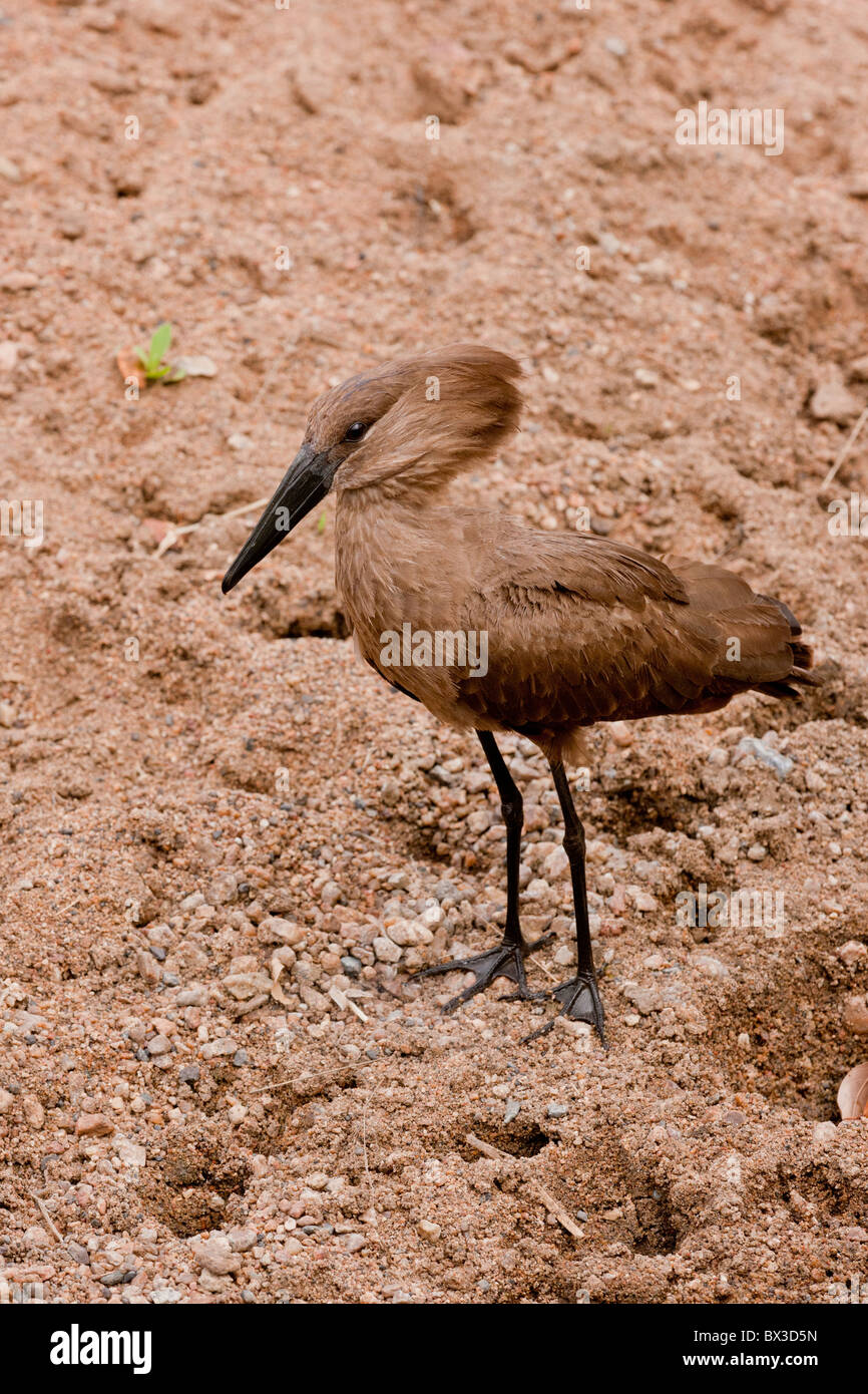 Portrait of a hammerkop (Scopus umbretta) at a waterhole. The photo was ...