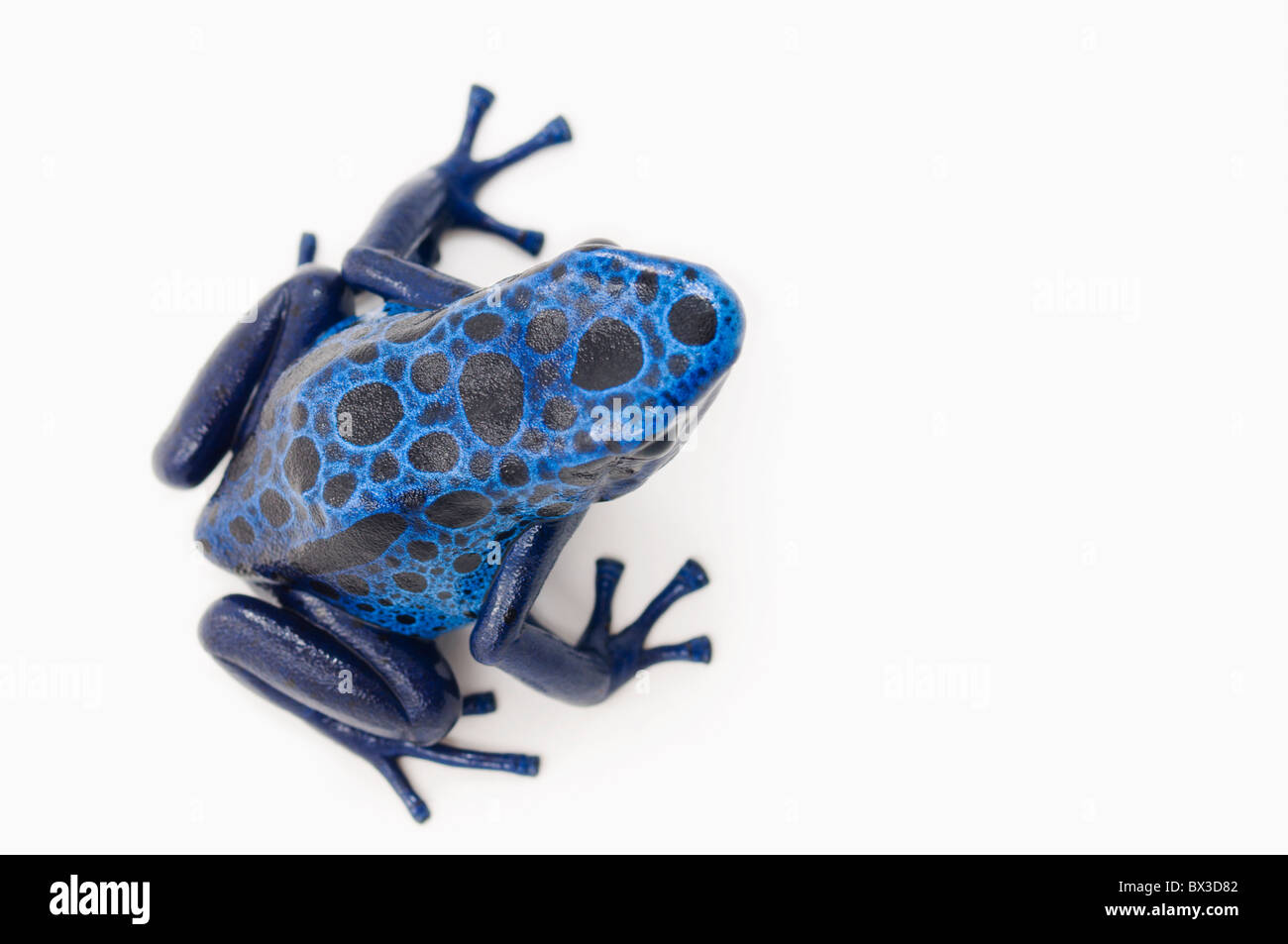 Blue Poison Dart Frog (Dendrobates Azureus Stock Photo - Alamy