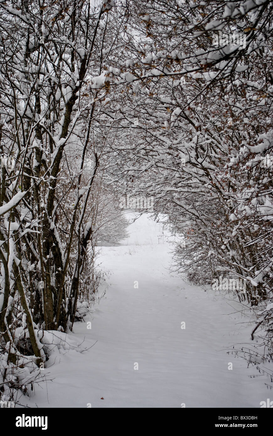 snow white in the enchanted forest Stock Photo - Alamy
