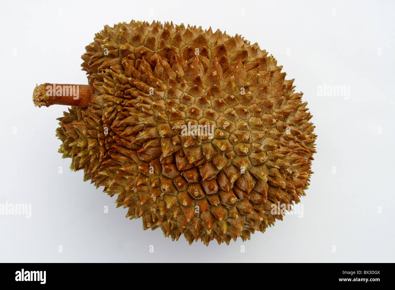 tropical fruit South East Asia Durian bombax Bombacaceae Durio ...