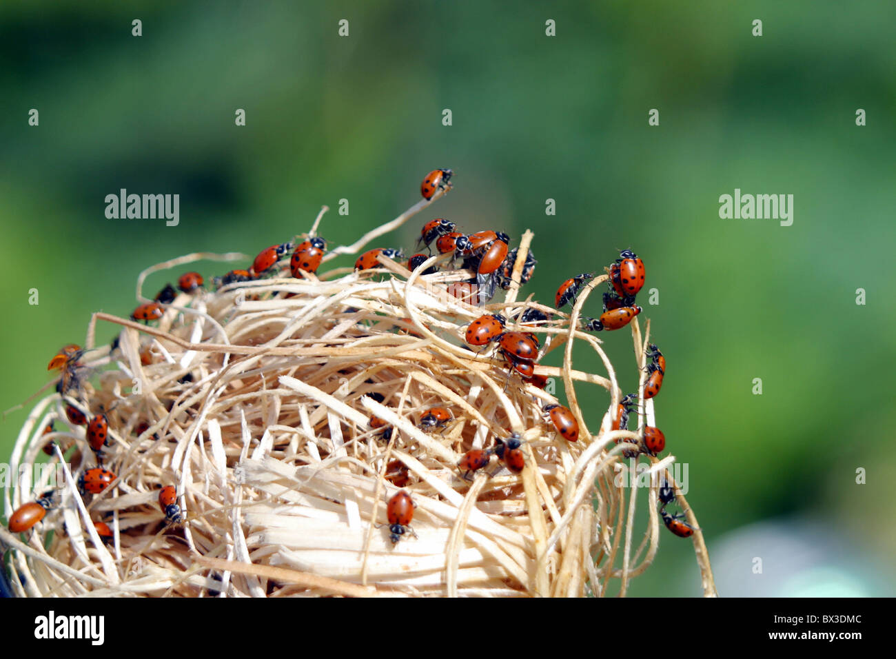 Insects of north america hi-res stock photography and images - Alamy