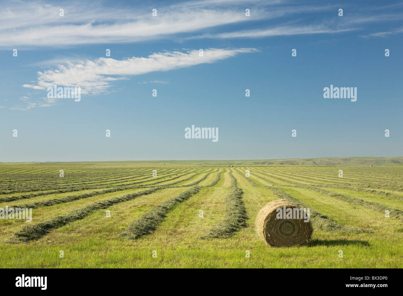 Hay Bale In A Cut Alfalfa Field Under A Blue Sky; Alberta, Canada Stock ...