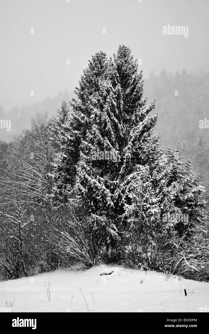 View peaceful snowy forest scene Black and White Stock Photos & Images ...