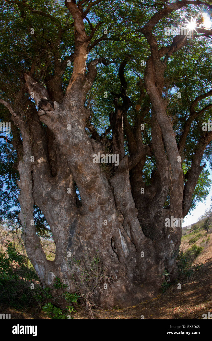 Close-up shot of a sycamore fig (Ficus sycomorus). The photo was taken ...