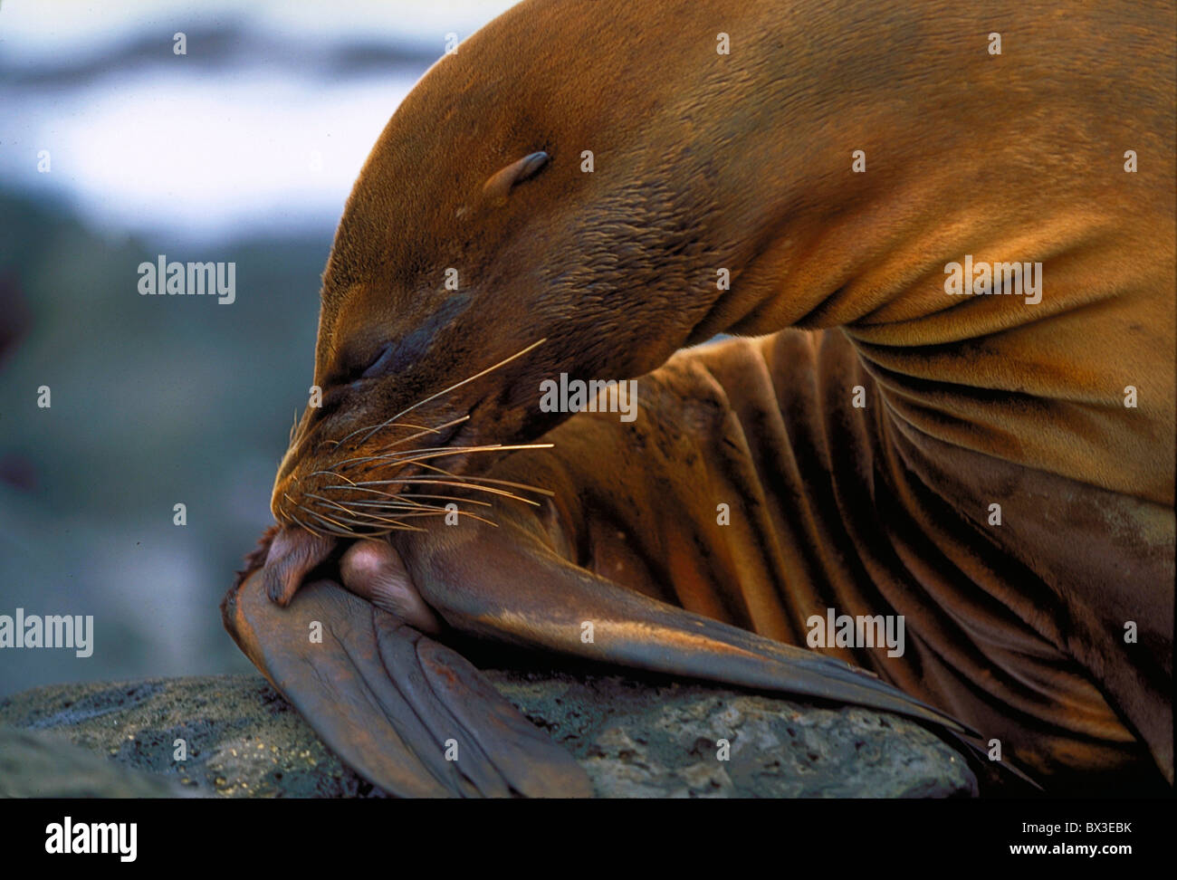 South America Ecuador South Amerika Galapagos Islands Colón Archipelago ...