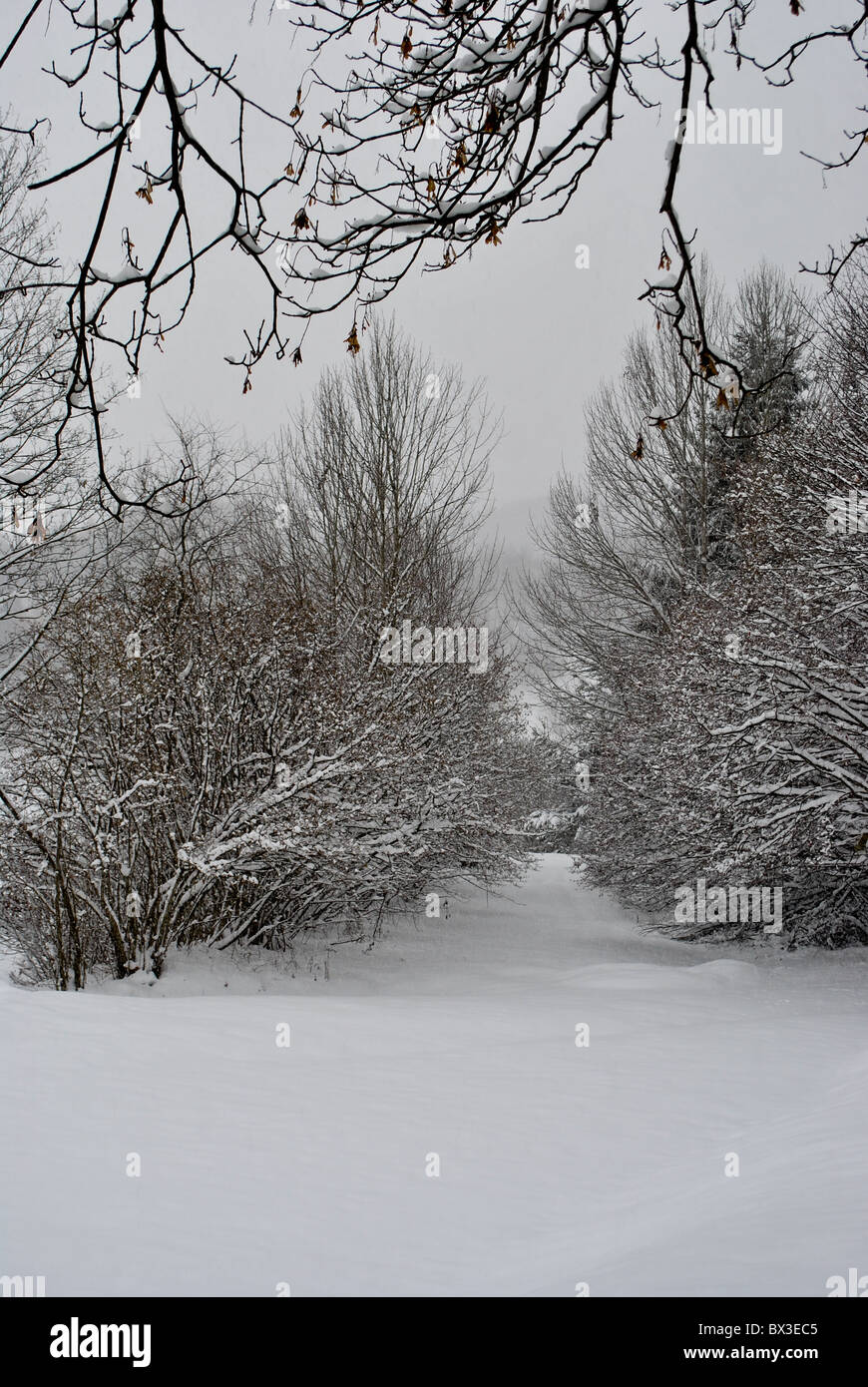 snow white in the enchanted forest Stock Photo - Alamy