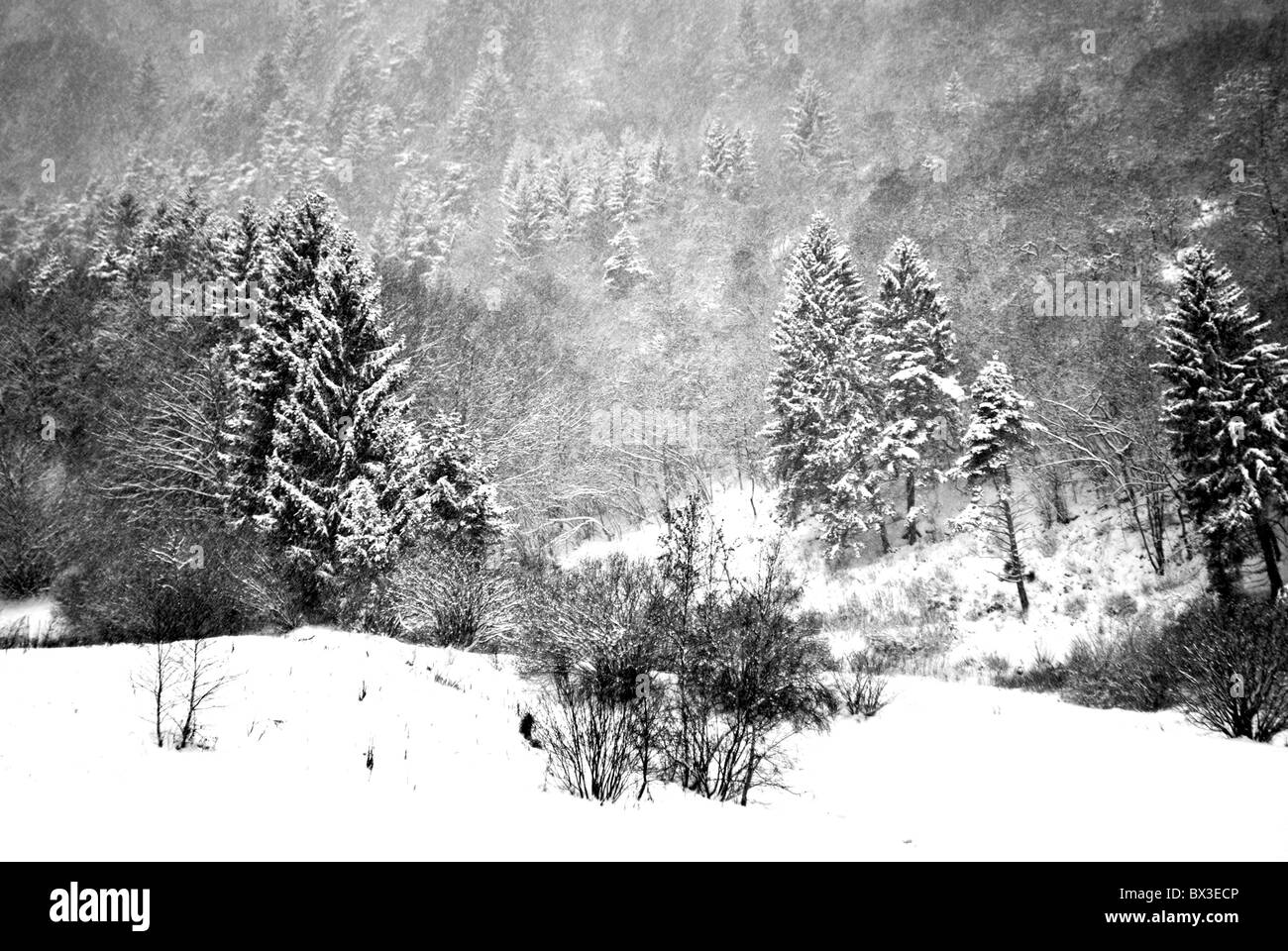 snow white in the enchanted forest Stock Photo - Alamy