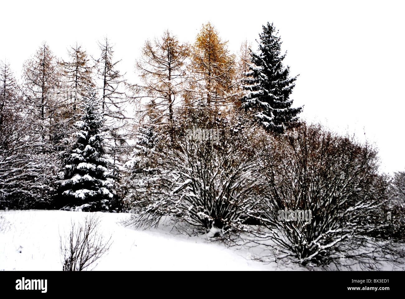 snow in the woods of larch and pine trees in winter Stock Photo - Alamy