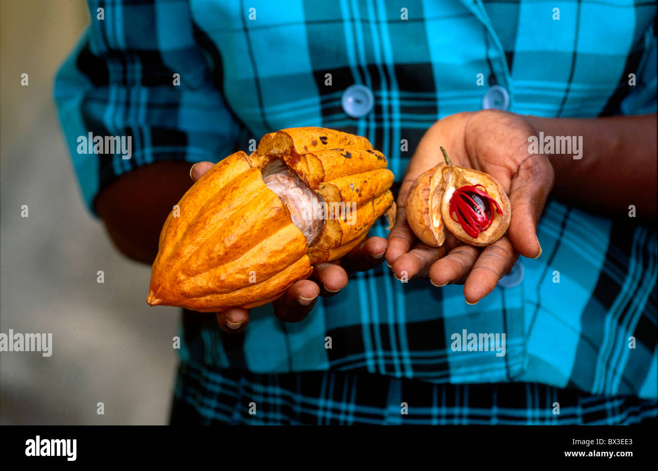 Grenada nutmeg trees hi-res stock photography and images - Alamy