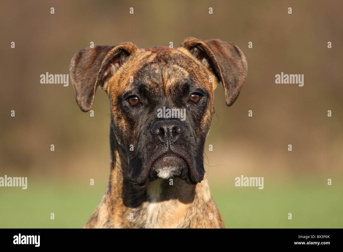 German Boxer Portrait Stock Photo - Alamy