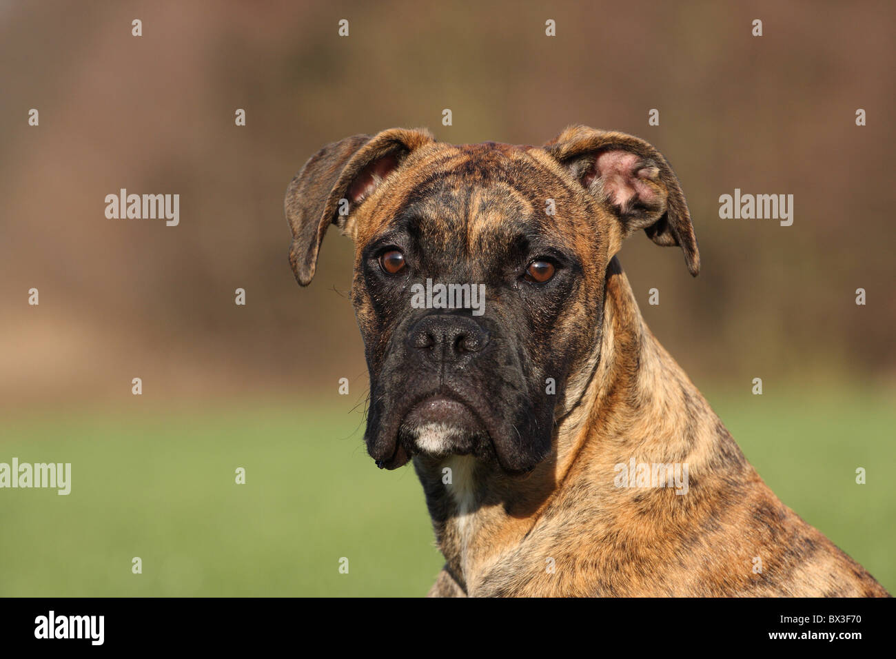 German Boxer Portrait Stock Photo - Alamy