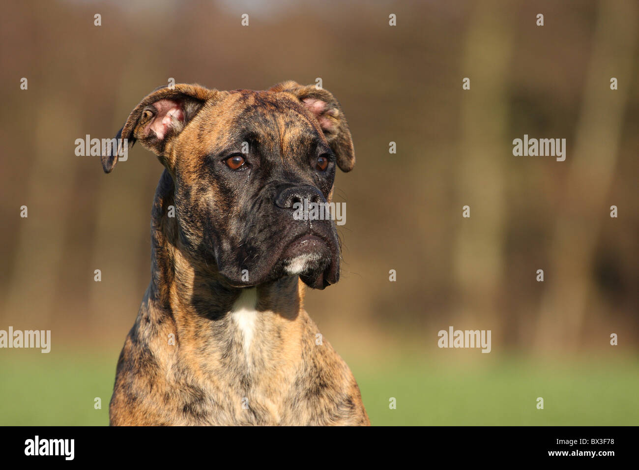 German Boxer Portrait Stock Photo - Alamy
