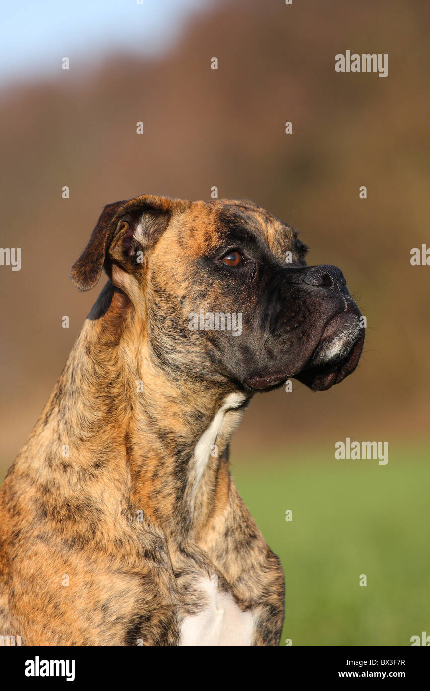 German Boxer Portrait Stock Photo - Alamy