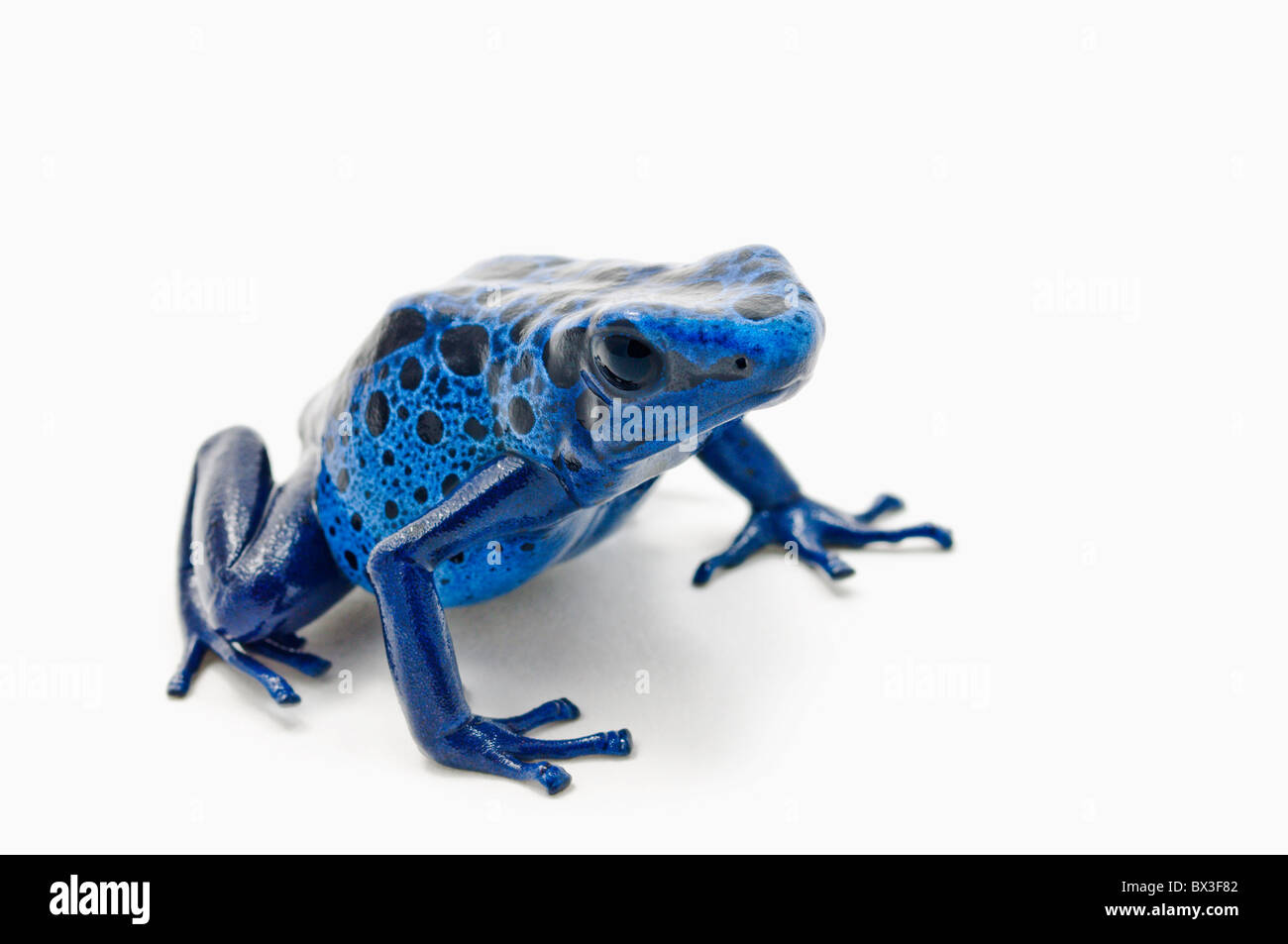Azure Dart Frog Azure Dart Frog Stock Photos Free & Royalty Free