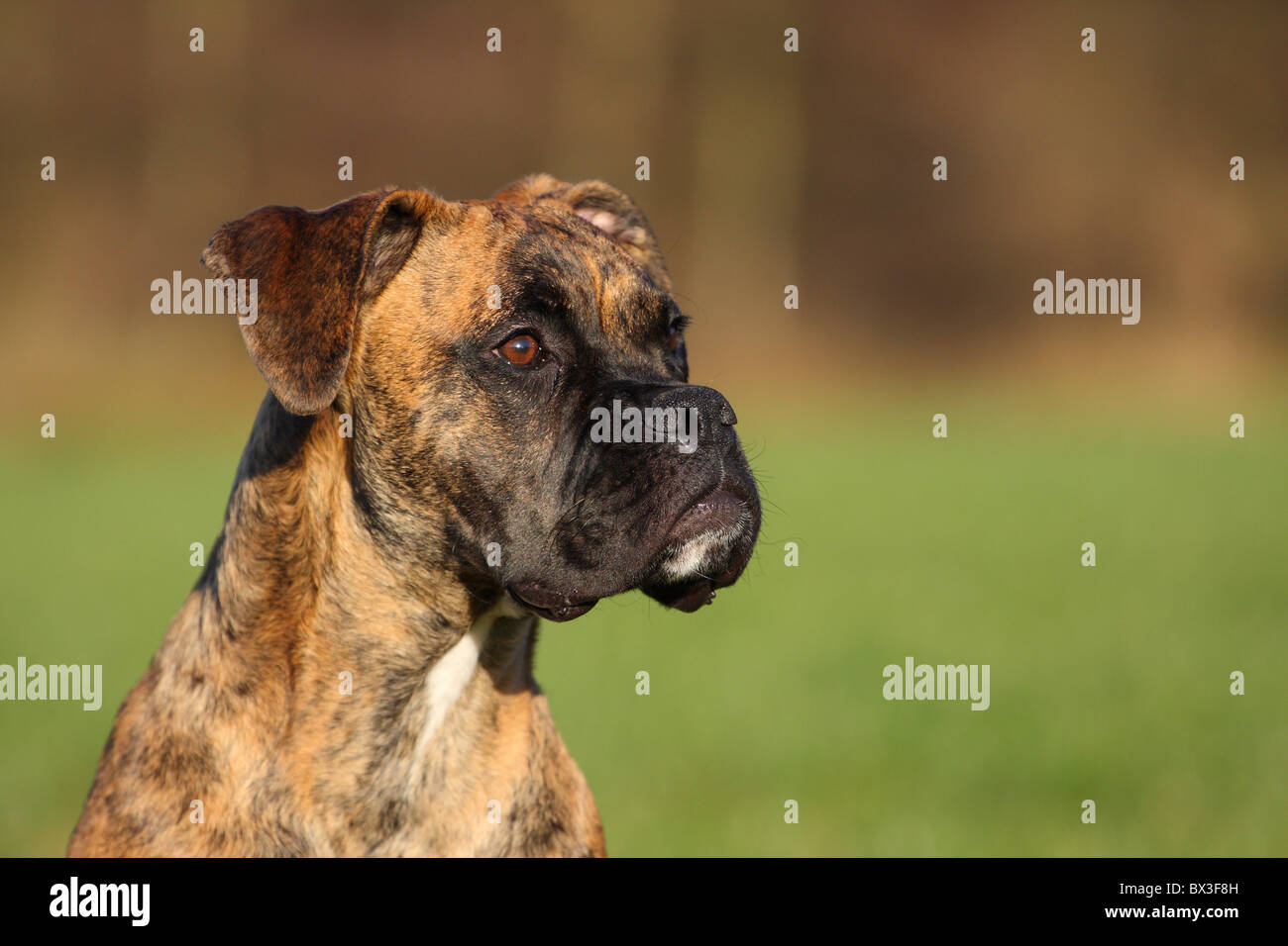German Boxer Portrait Stock Photo - Alamy