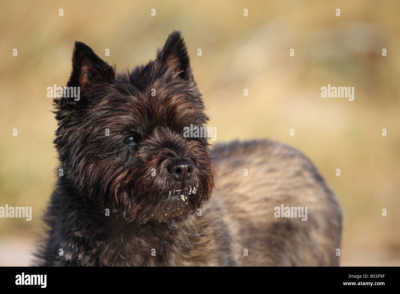 Cairn Terrier Portrait Stock Photo - Alamy