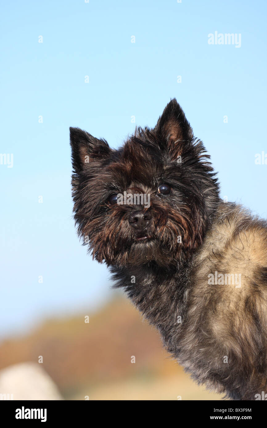 Cairn Terrier Portrait Stock Photo - Alamy