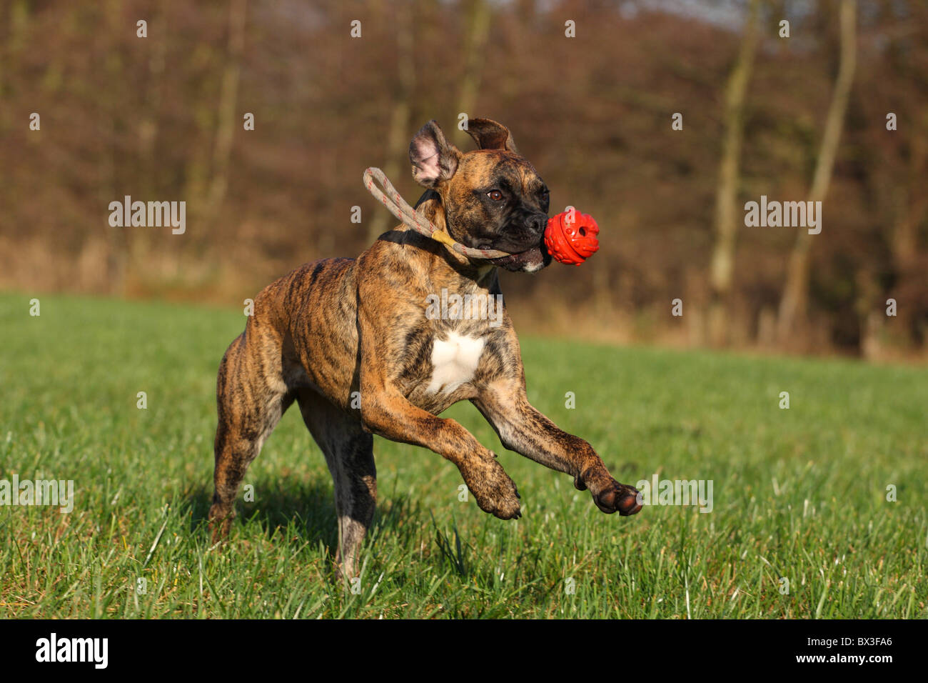 playing German Boxer Stock Photo - Alamy