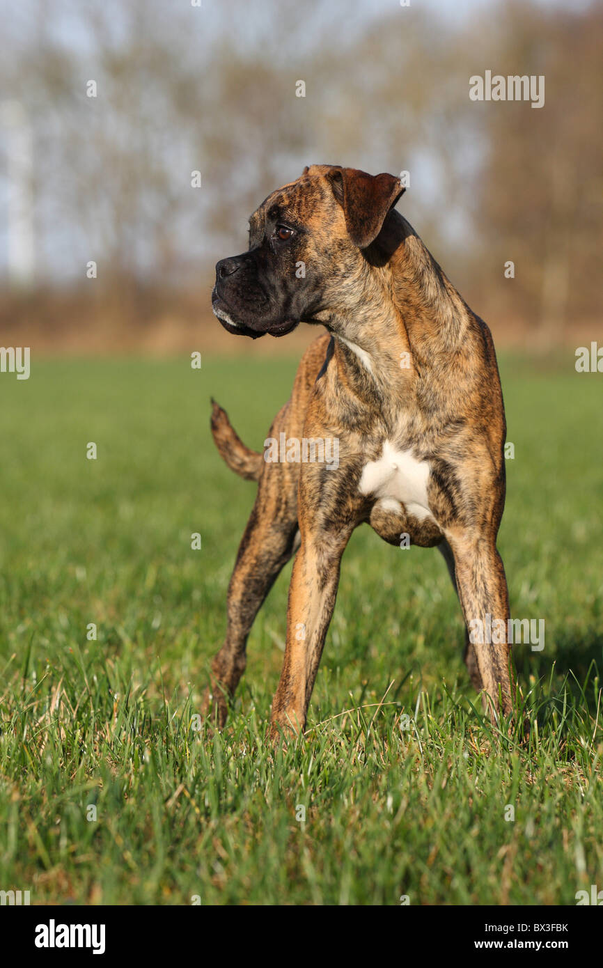 standing German Boxer Stock Photo - Alamy