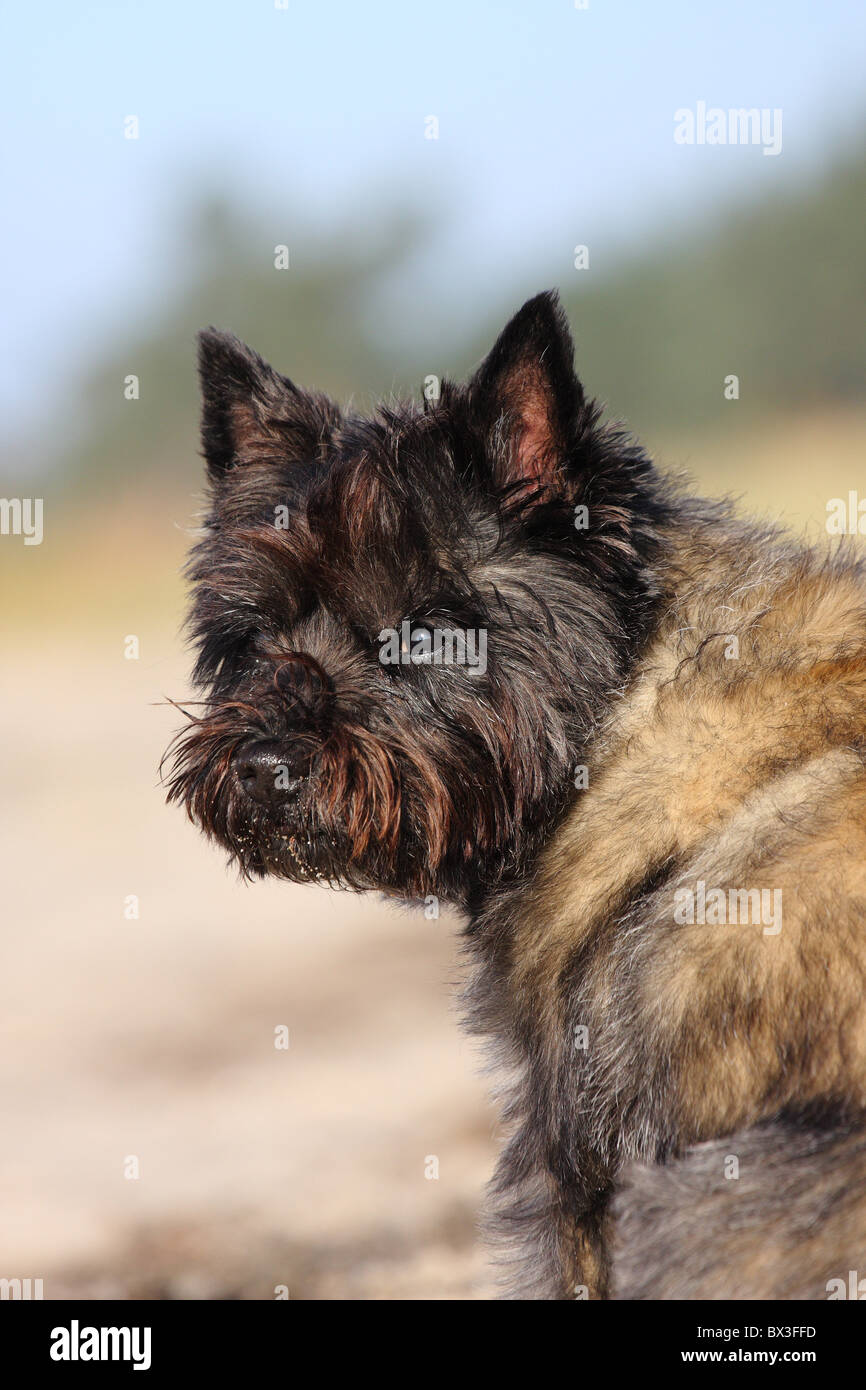 Cairn Terrier Portrait Stock Photo - Alamy