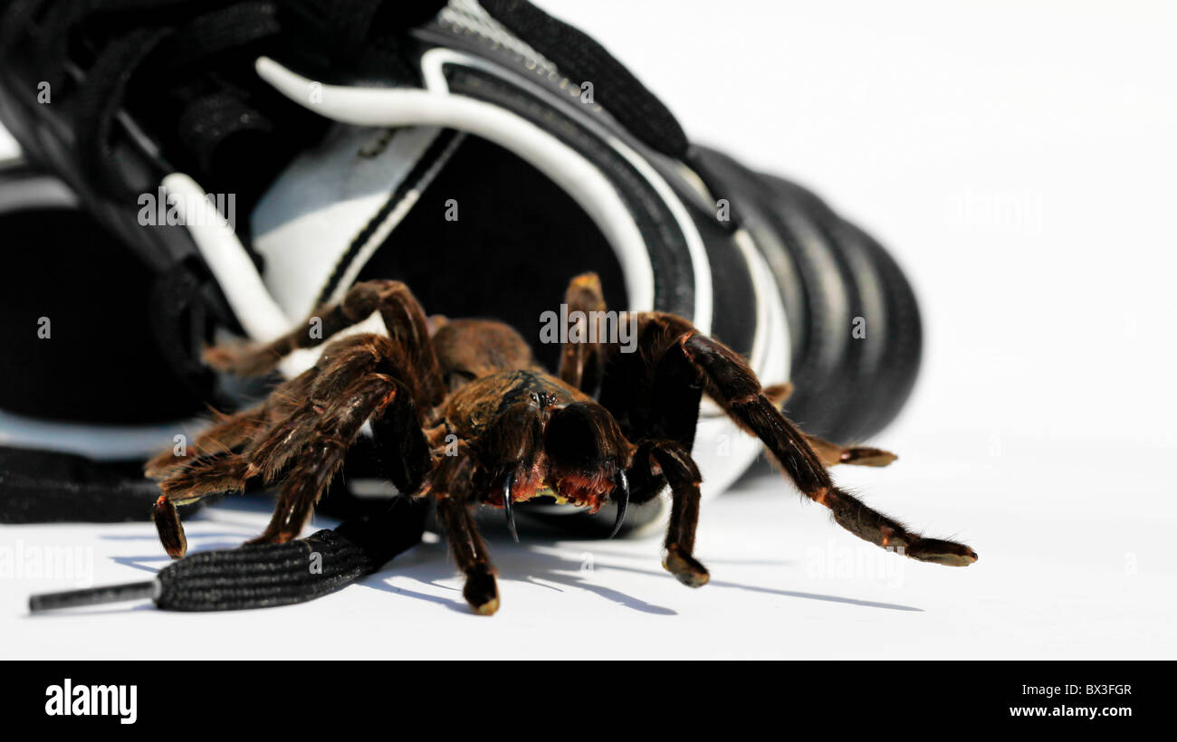 Tarantula Wallpaper Attack Pose Top 10 Most Venomous Spiders In The