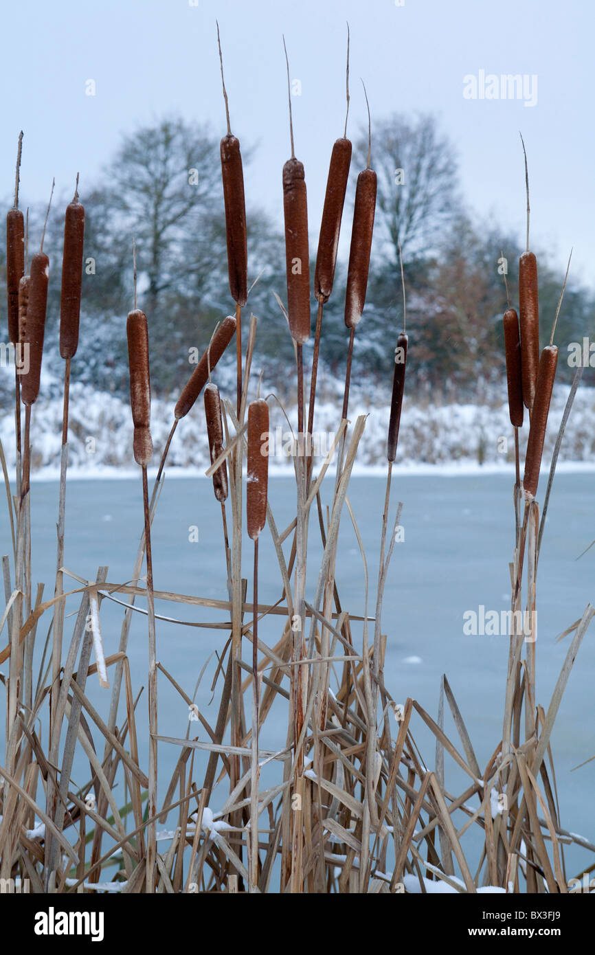 Bull Rushes and a frozen lake Stock Photo - Alamy