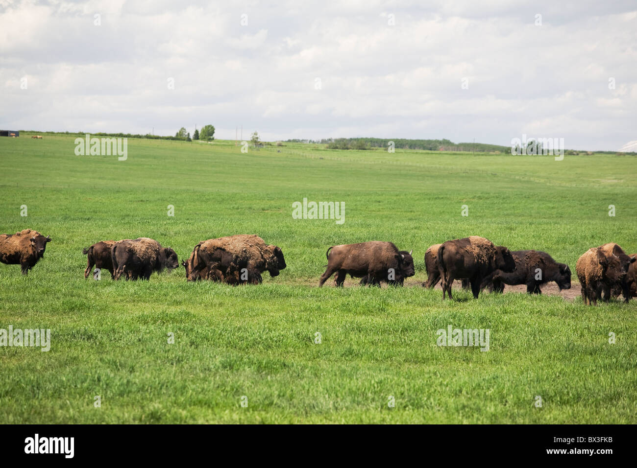 Buffalo cattle hi-res stock photography and images - Alamy