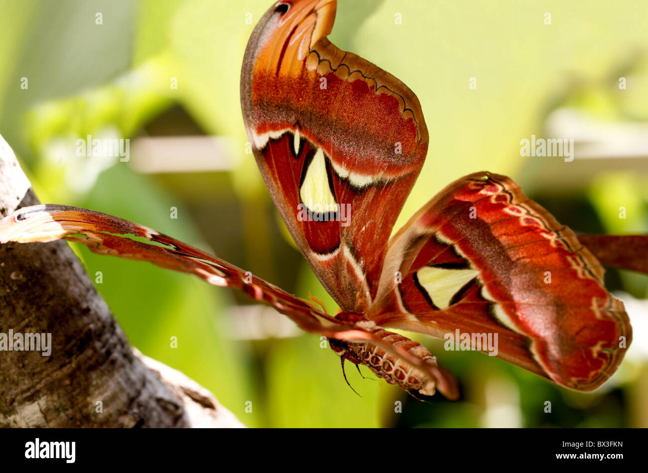 Wild beautiful hovering butterfly hi-res stock photography and images ...