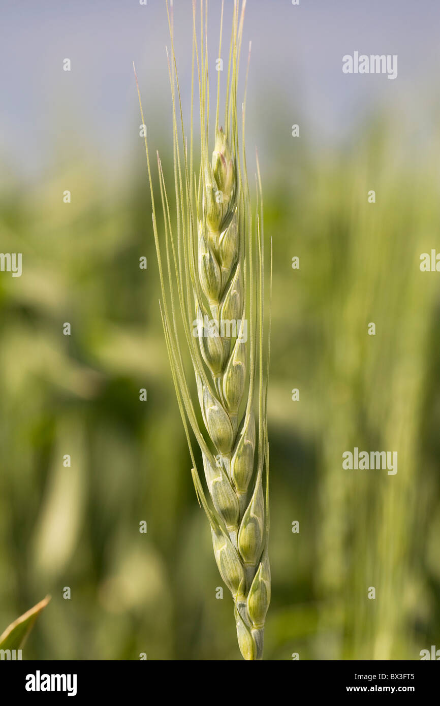 Head Of Wheat Grains High Resolution Stock Photography and Images - Alamy
