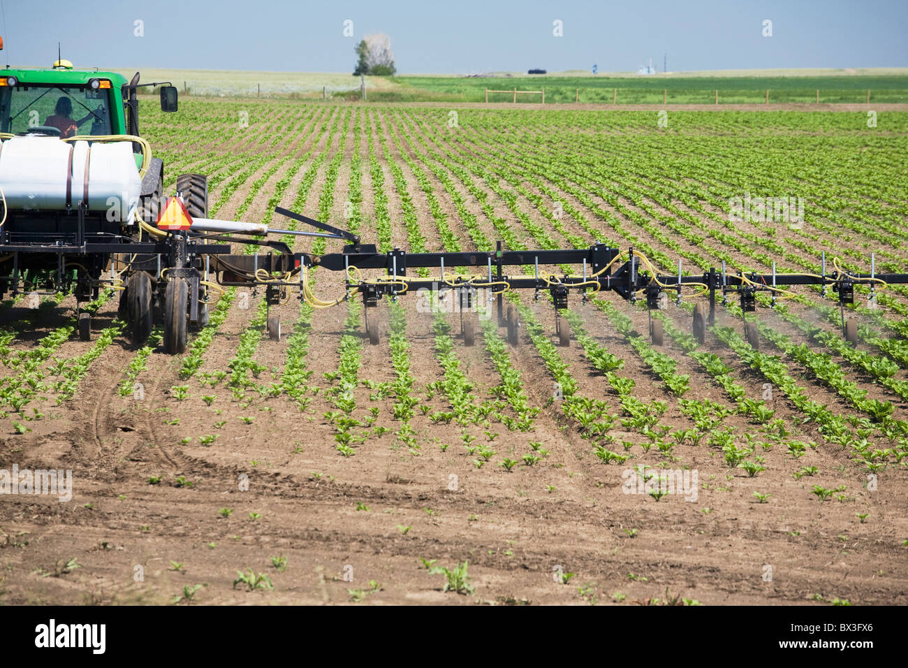 Sprayer Spraying Field Of Sugar Beets Growing In Rows; Alberta, Canada ...